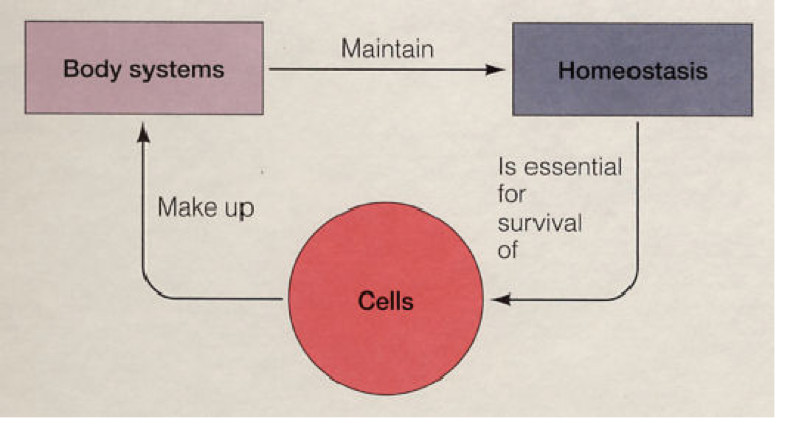 Homeostasis Screen 8 On FlowVella Presentation Software For Mac homeostasis-screen-8-on-flowvella-presentation-software-for-mac