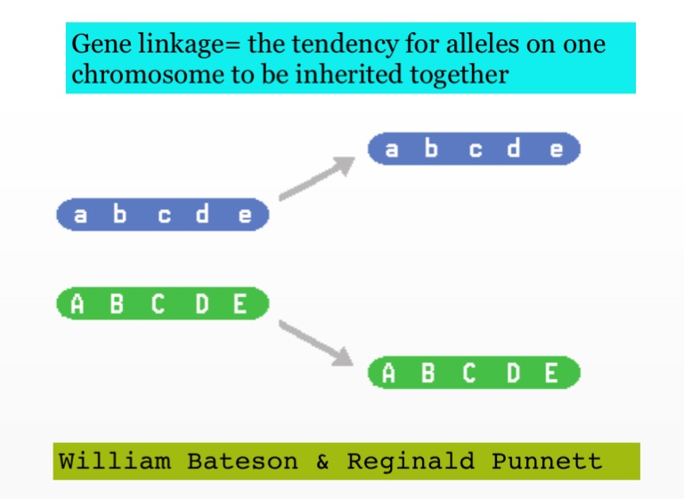 Gene Linkage Mapping And Sex Linked Genes Screen 3 On Flowvella