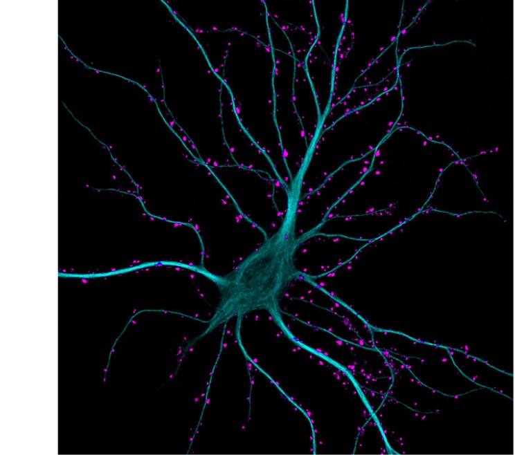 Learning & the Brain - Screen 4 on FlowVella - Presentation Software ...