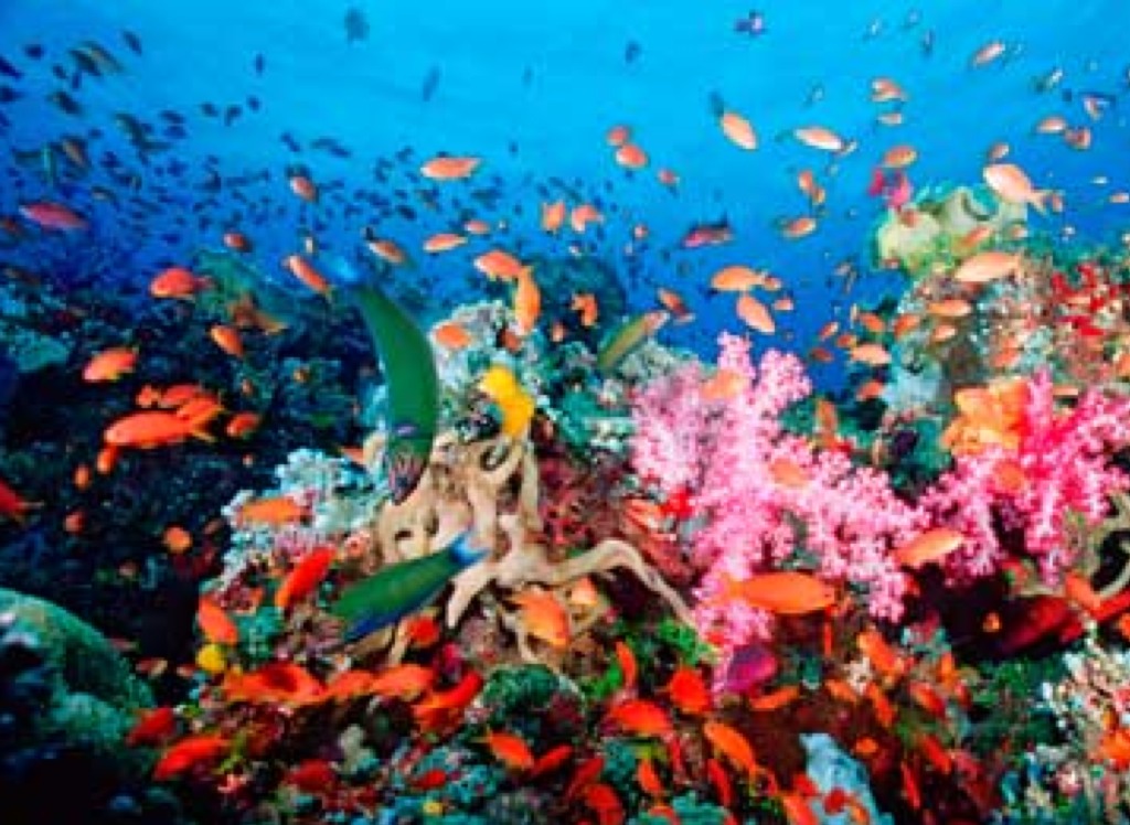 Coral Reefs - Screen 14 on FlowVella - Presentation Software for Mac ...