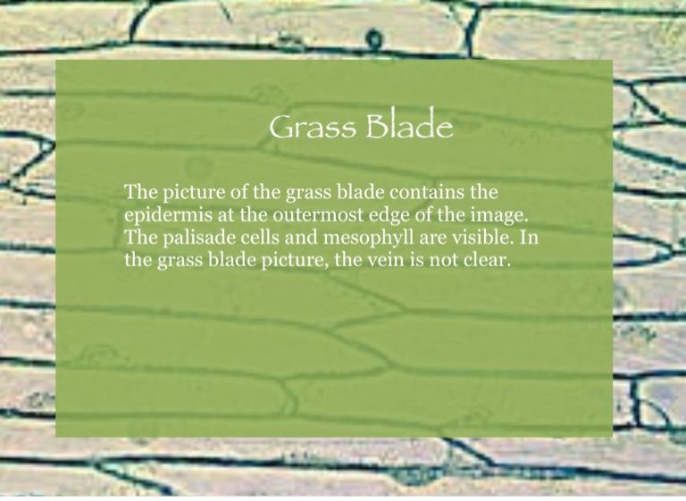 Plant Cells Screen 5 On Flowvella Presentation Software For Mac Ipad And Iphone