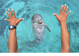 Jesus's project on dolphins - Screen 6 on FlowVella - Presentation ...