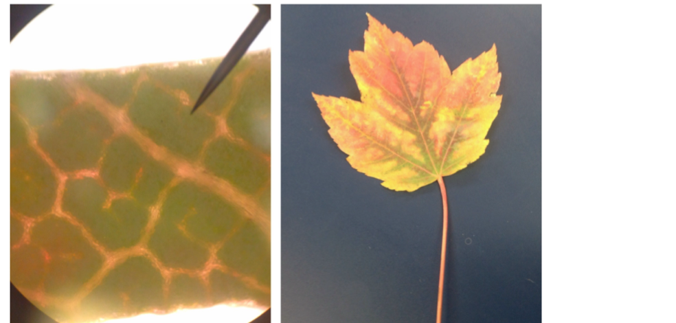 Microscope research of plants cells project: - Screen 5 on FlowVella ...